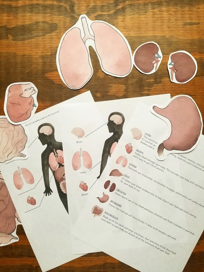 Homeschool Anatomy Activity, Montessori Materials, Human Body ...