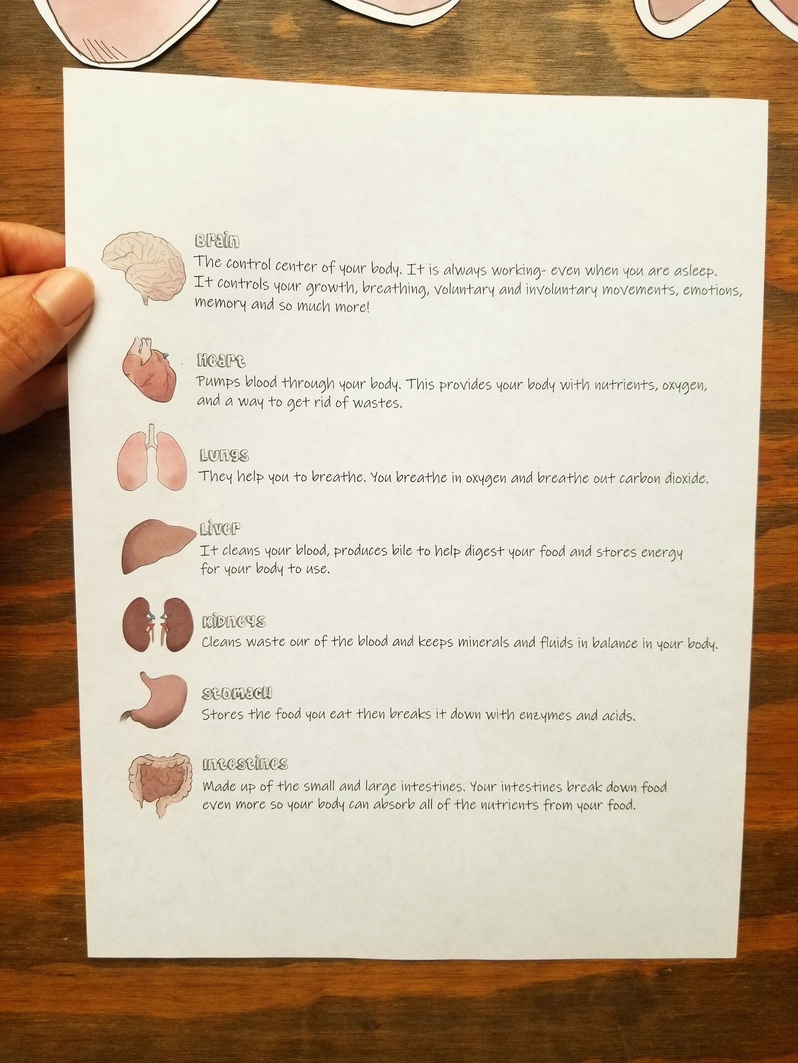 Homeschool Anatomy Activity, Montessori Materials, Human Body ...