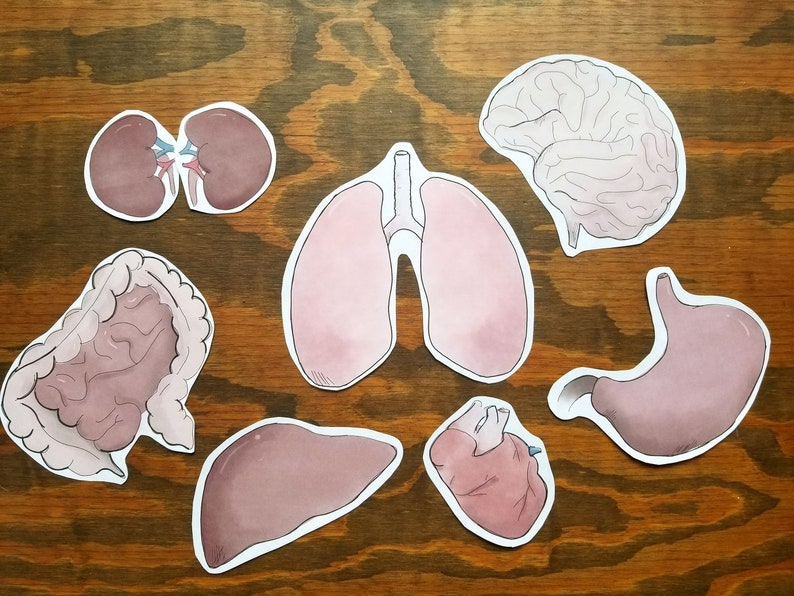 Homeschool Anatomy Activity, Montessori Materials, Human Body ...