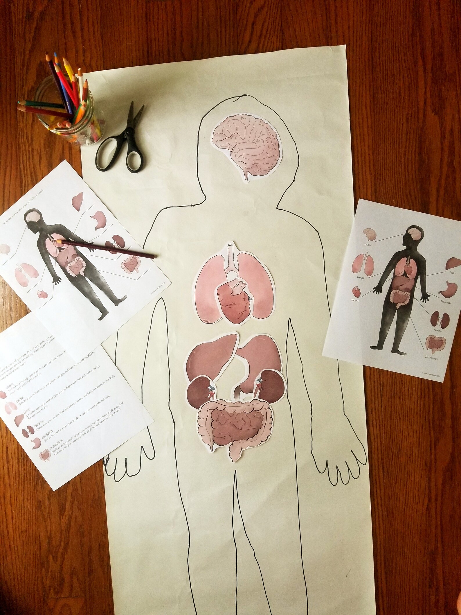 Homeschool Anatomy Activity, Montessori Materials, Human Body ...
