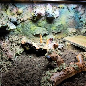 Custom Reptile Backgrounds - Etsy