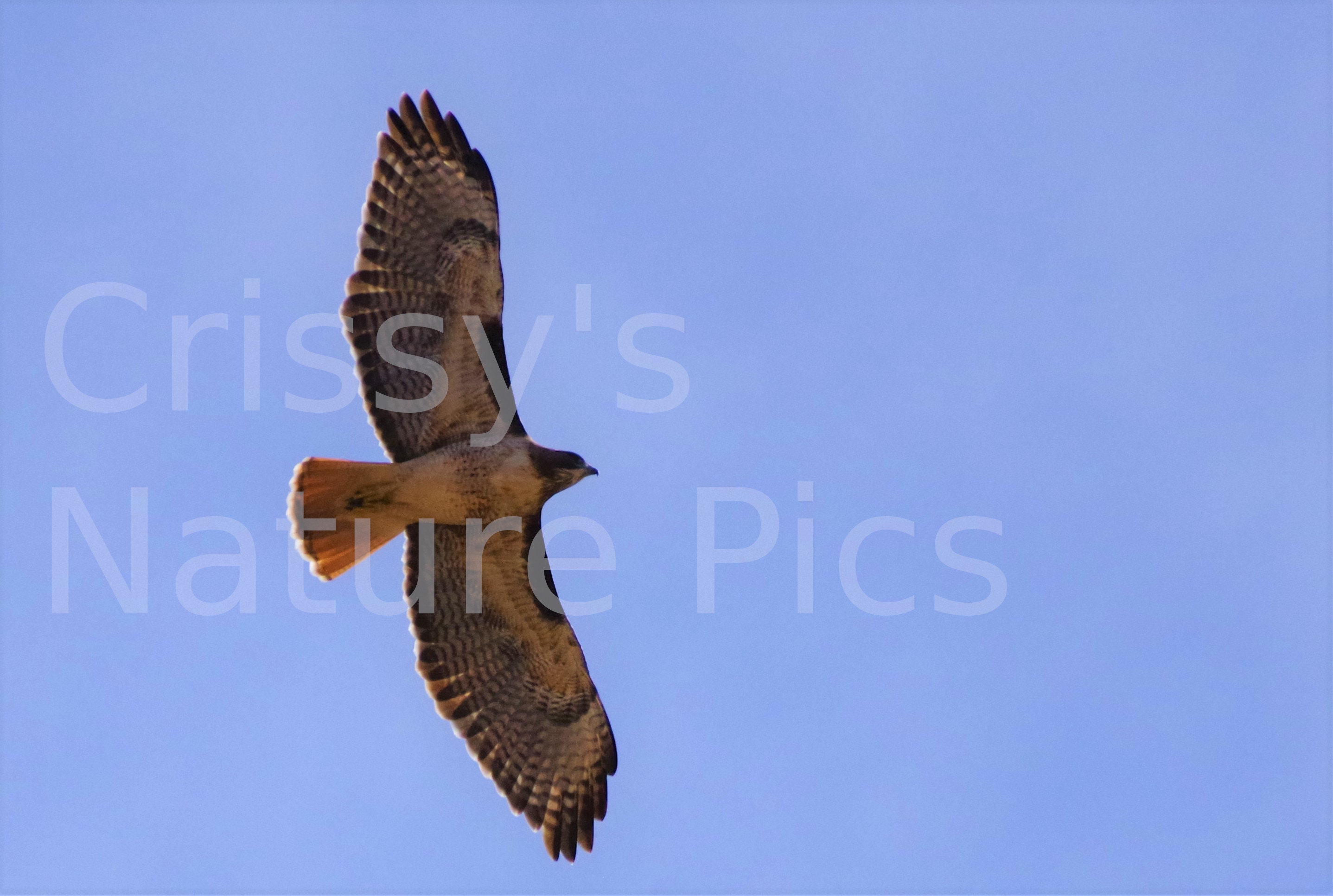 Red-tailed Hawk Digital Photograph - Etsy