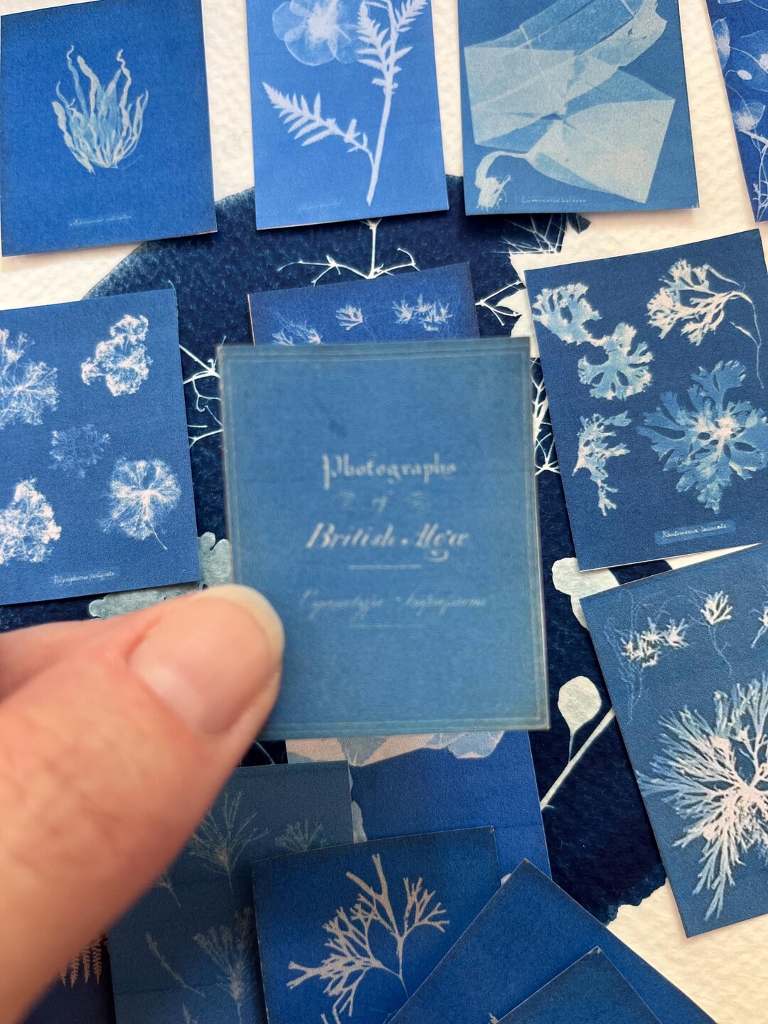 Anna Atkins Cyanotype, British Scientist for Miniature, Dollhouse ...