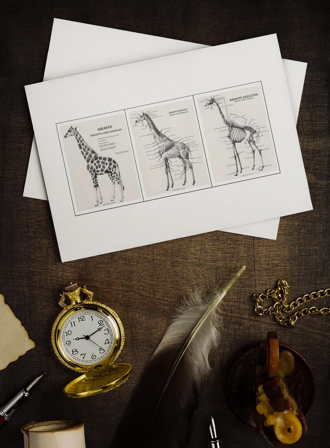 Set 3 Postcards Giraffe Anatomy Skeleton Muscle Vintage Old School ...