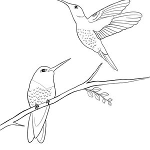 Birds Printable Coloring Sheet | Coloring Pages | Kids Coloring Pages ...