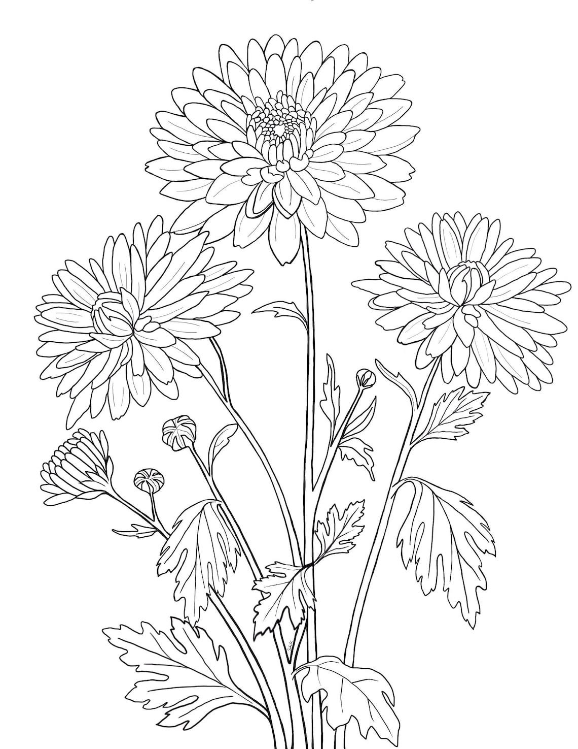 Printable Floral Coloring Sheets Coloring Pages Adult Coloring Pages ...