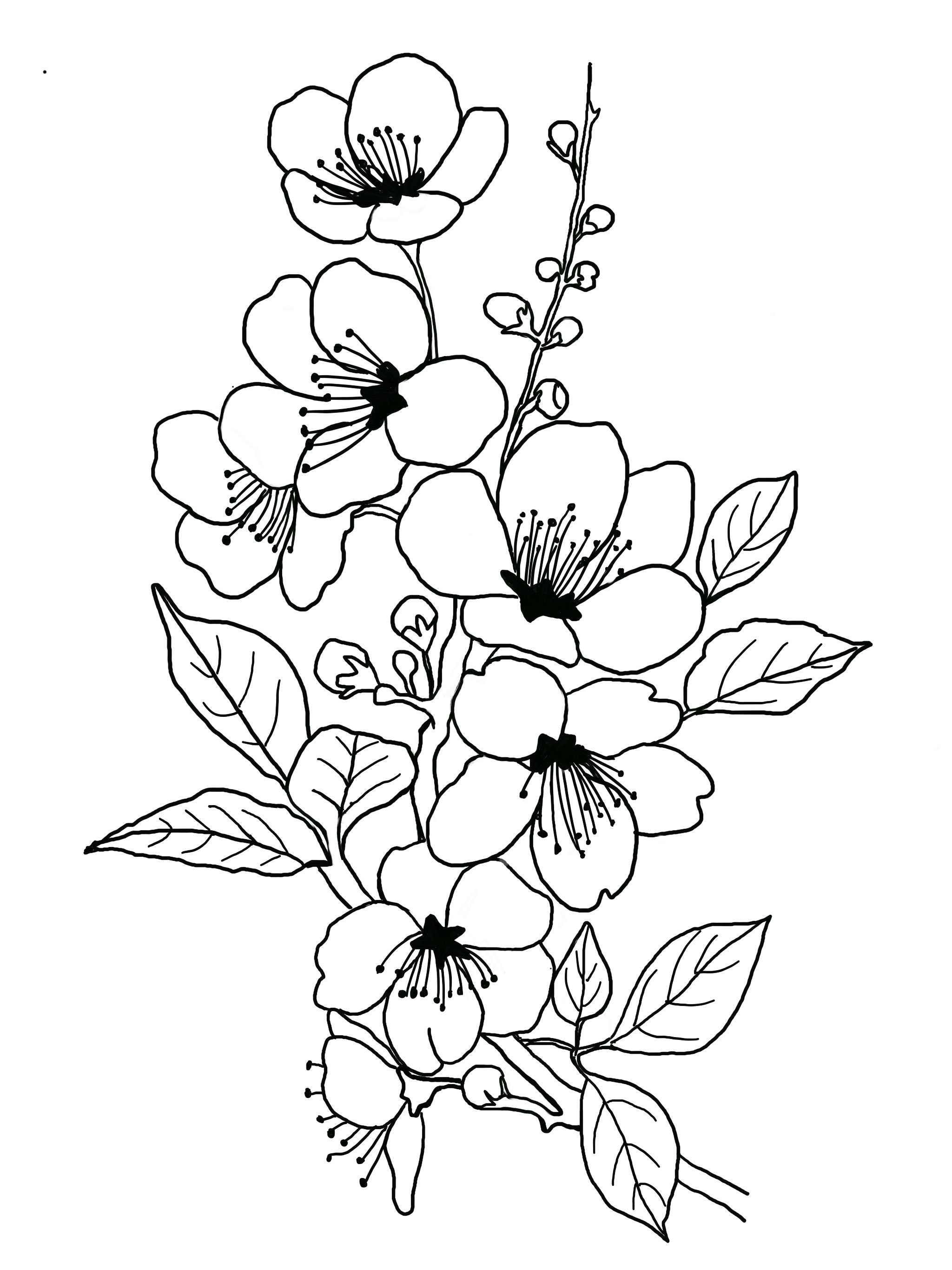 Floral Printable Coloring Sheets | Coloring Pages | Adult Coloring ...