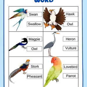 Educational Birds Flashcards, 44 Printable Pages, Enhance Your Child's ...