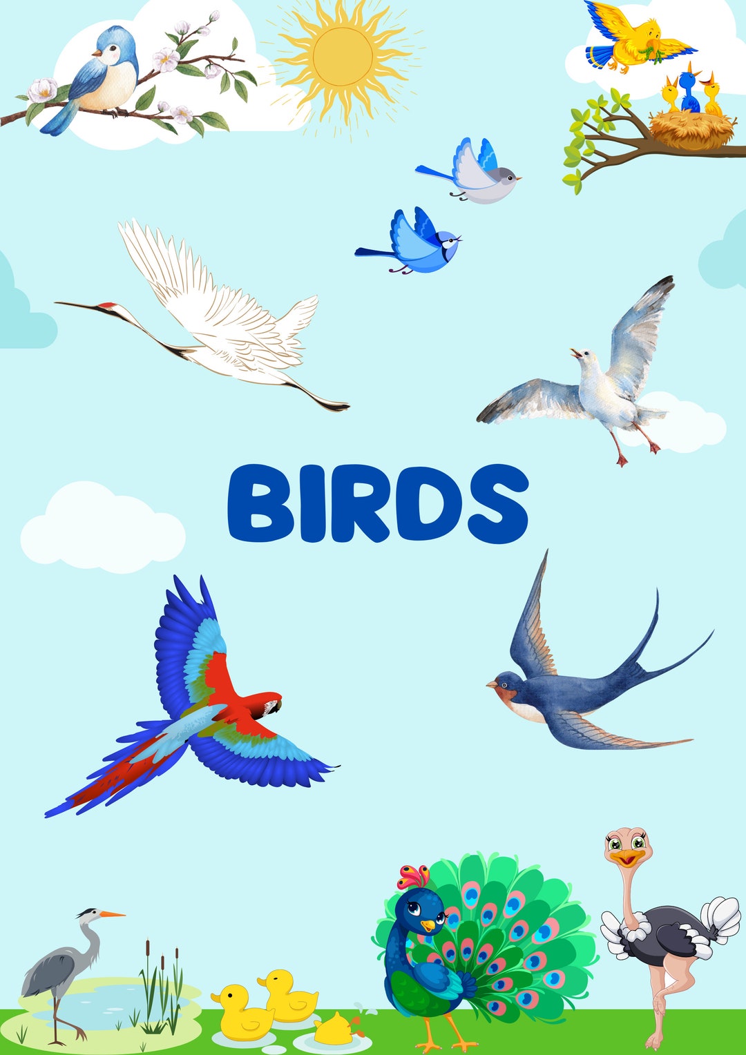 Educational Birds Flashcards, 44 Printable Pages, Enhance Your Child's ...