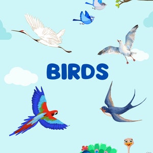 Educational Birds Flashcards, 44 Printable Pages, Enhance Your Child's ...