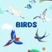 Educational Birds Flashcards, 44 Printable Pages, Enhance Your Child's ...