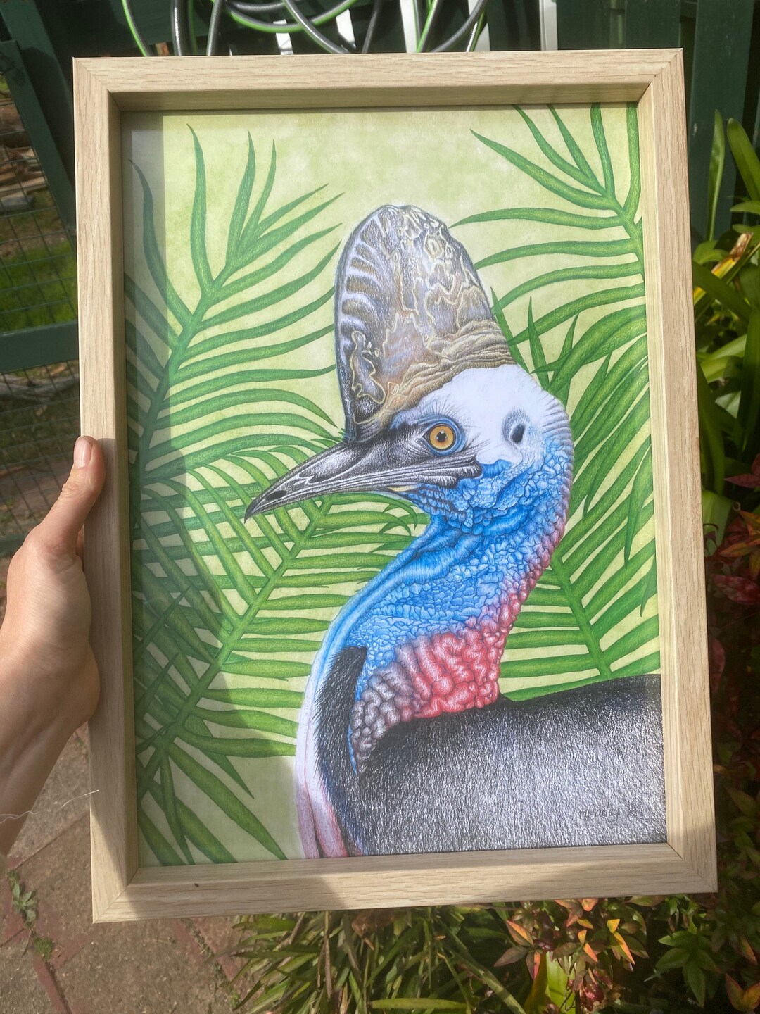 Cassowary, A3 PRINT, Pencil Illustration - Etsy