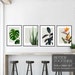 Botanical Wall Art, House Plant Guide Print, Types of Plants, Interior ...