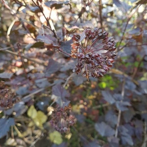 Black Ninebark Seeds Canada, Common Nine Bark, Shrub Bush Hedge, Red ...