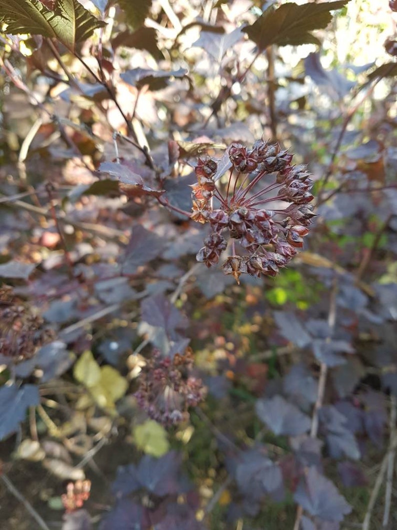 Black Ninebark Seeds Canada, Common Nine Bark, Shrub Bush Hedge, Red ...