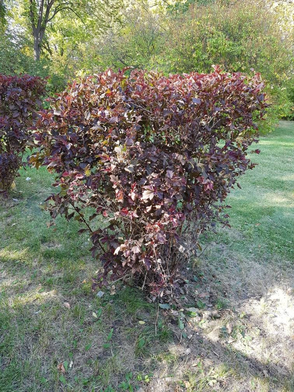 Black Ninebark Seeds Canada, Common Nine Bark, Shrub Bush Hedge, Red ...