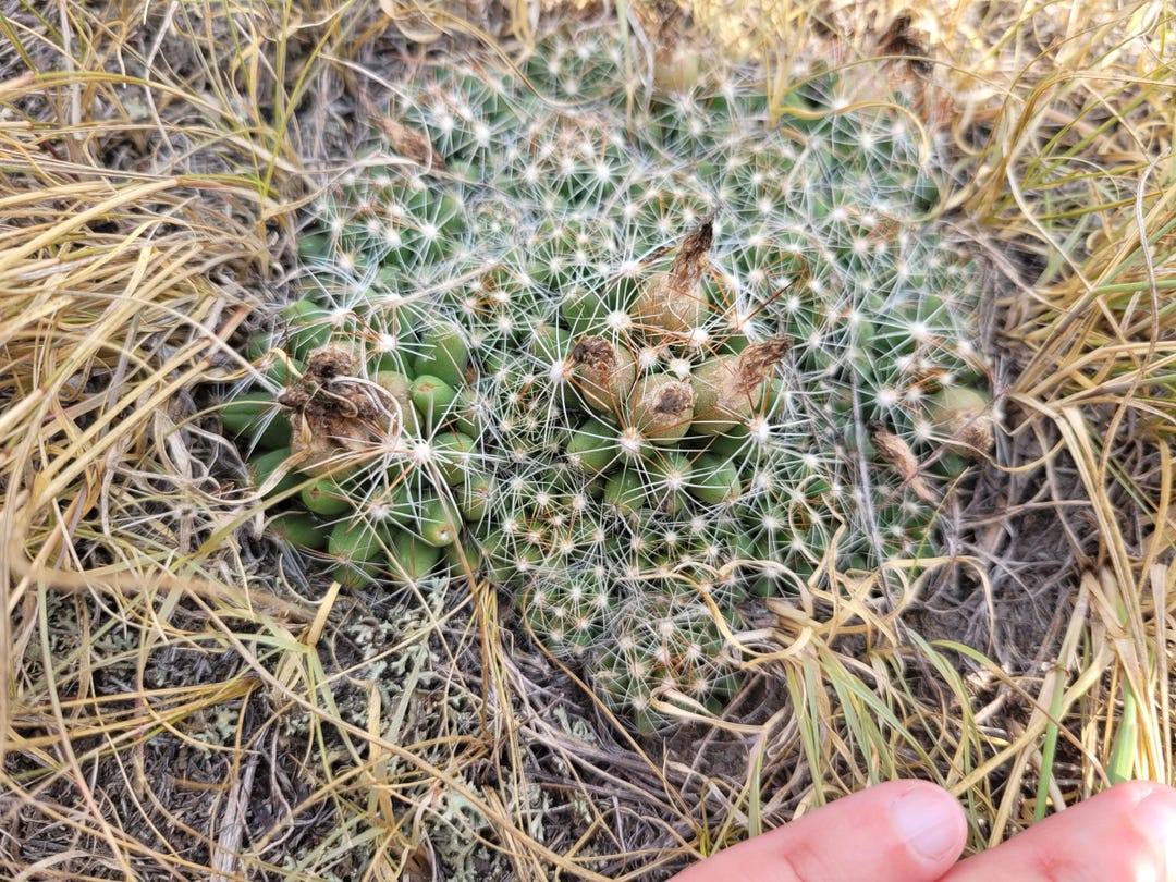 RARE Spinystar Cactus Seeds Canada, Native Canadian Perennial Cactus, Escobaria Vivipara, Pink ...