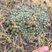 RARE Spinystar Cactus Seeds Canada, Native Canadian Perennial Cactus ...