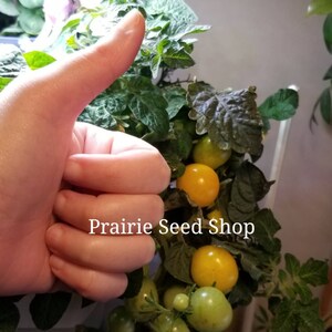 RARE Orange Pinocchio Micro Dwarf Cherry Tomato Seeds Canada ...