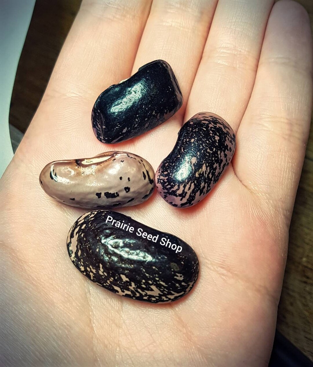 Rare GIANT Mammoth Elephant Bean Seeds Canada, Purple & Black Heirloom ...