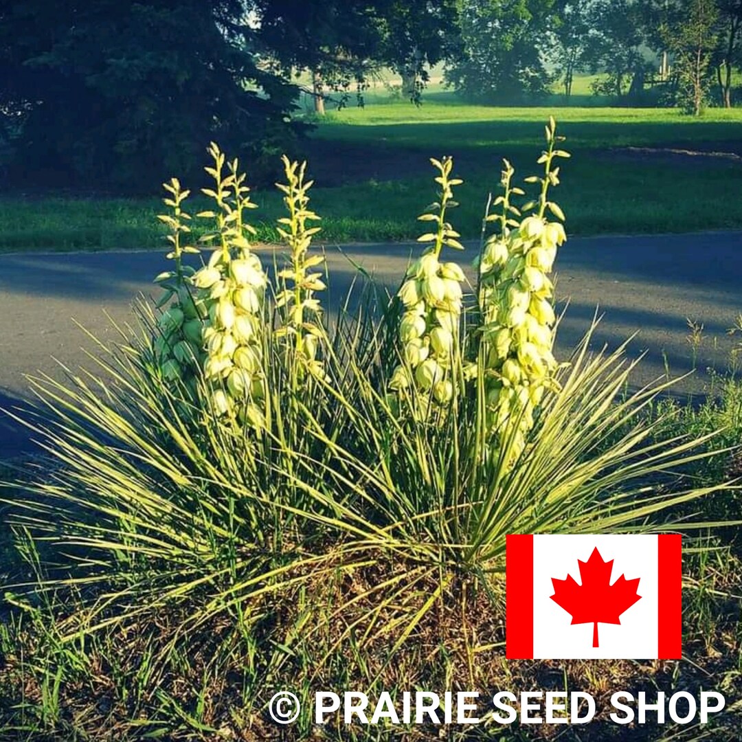 Yucca Glauca Plant Seeds Canada, Soapweed, Ghosts in the Graveyard ...