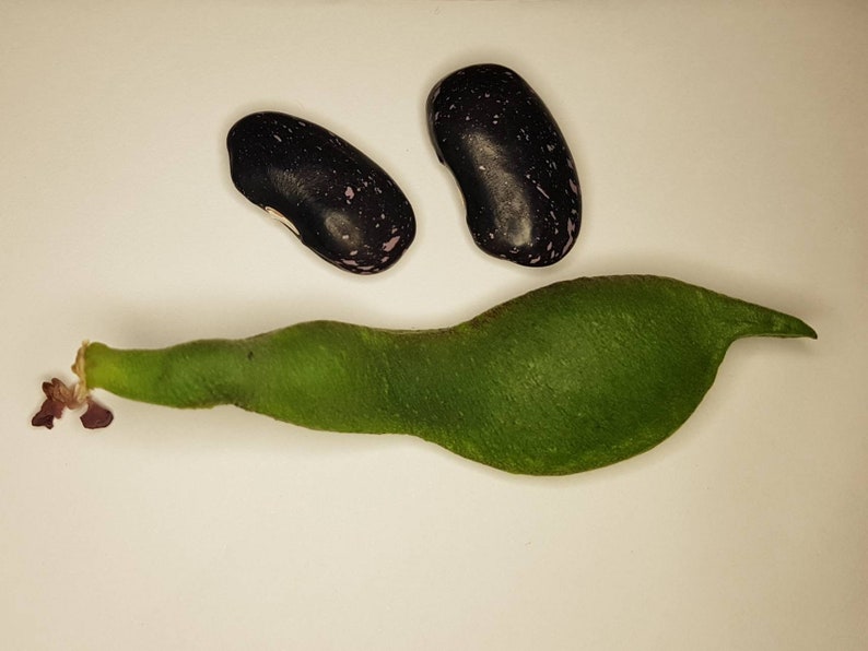 Rare GIANT Mammoth Elephant Bean Seeds Canada Purple & Black - Etsy Canada