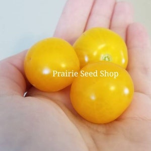 RARE Orange Pinocchio Micro Dwarf Cherry Tomato Seeds Canada ...