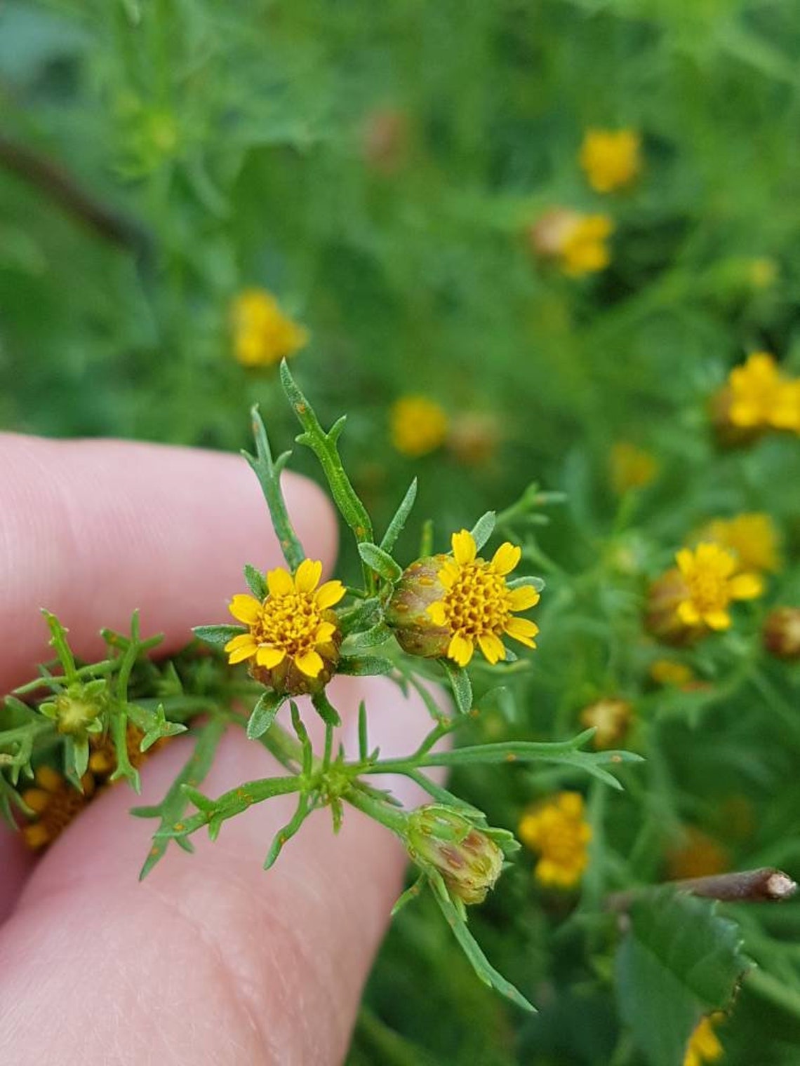 Wild Prairie Marigold Seeds Canada, Native Yellow Wild Flower, Dyssodia ...