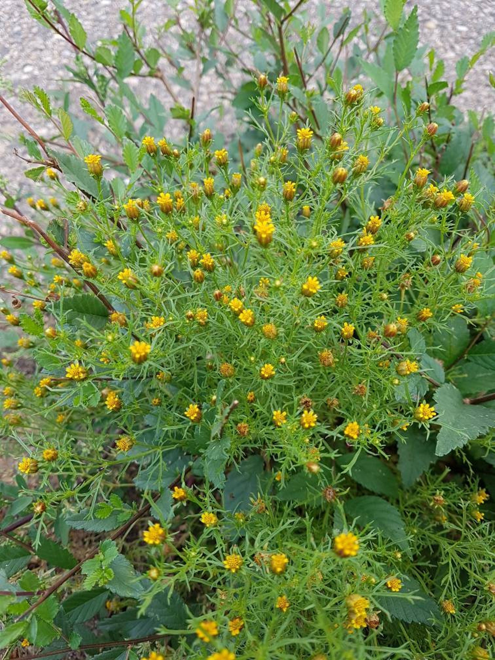 Wild Prairie Marigold Seeds Canada, Native Yellow Wild Flower, Dyssodia ...