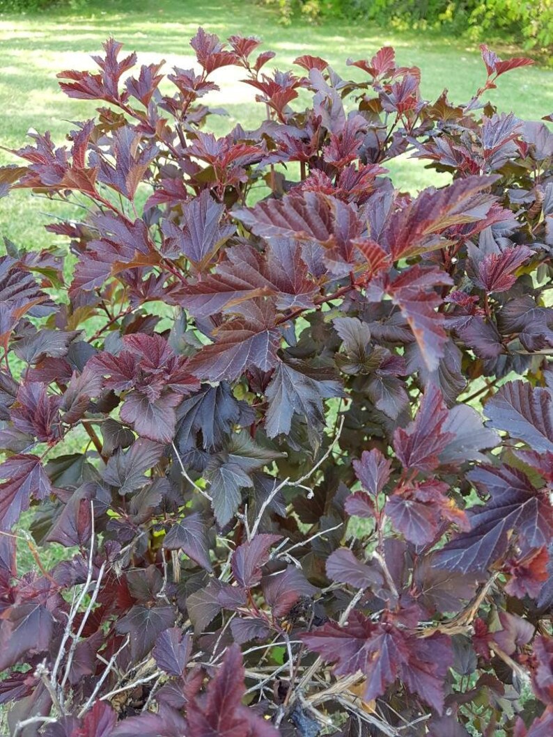 Black Ninebark Seeds Canada, Common Nine Bark, Shrub Bush Hedge, Red ...