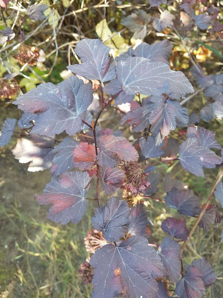 Black Ninebark Seeds Canada, Common Nine Bark, Shrub Bush Hedge, Red ...
