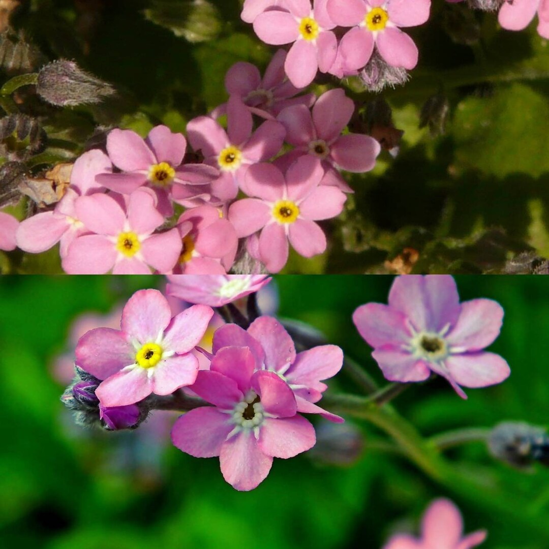 Pink Forget Me Not Seeds Canada, Myosotis Alpestris, Perennial Shade ...