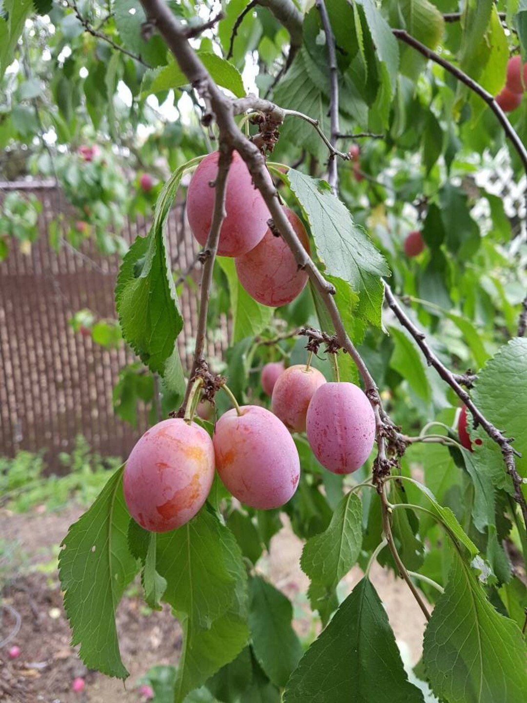 Plum Tree Seeds Canada, Prunus Americana, Flowering Ornamental Prune ...