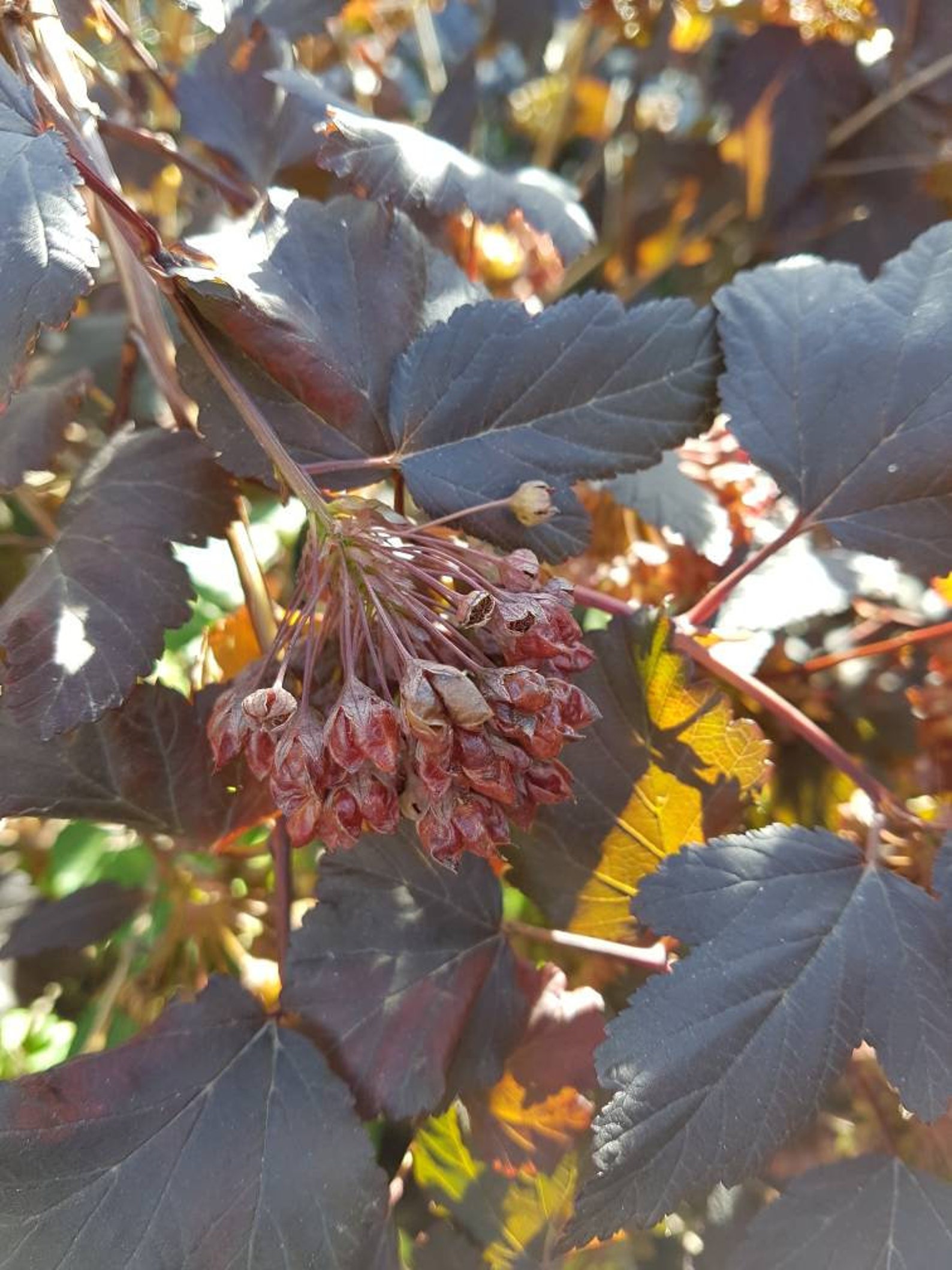 Black Ninebark Seeds Canada, Common Nine Bark, Shrub Bush Hedge, Red ...