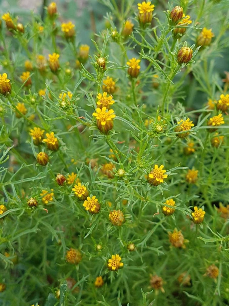 Wild Prairie Marigold Seeds Canada, Native Yellow Wild Flower, Dyssodia ...