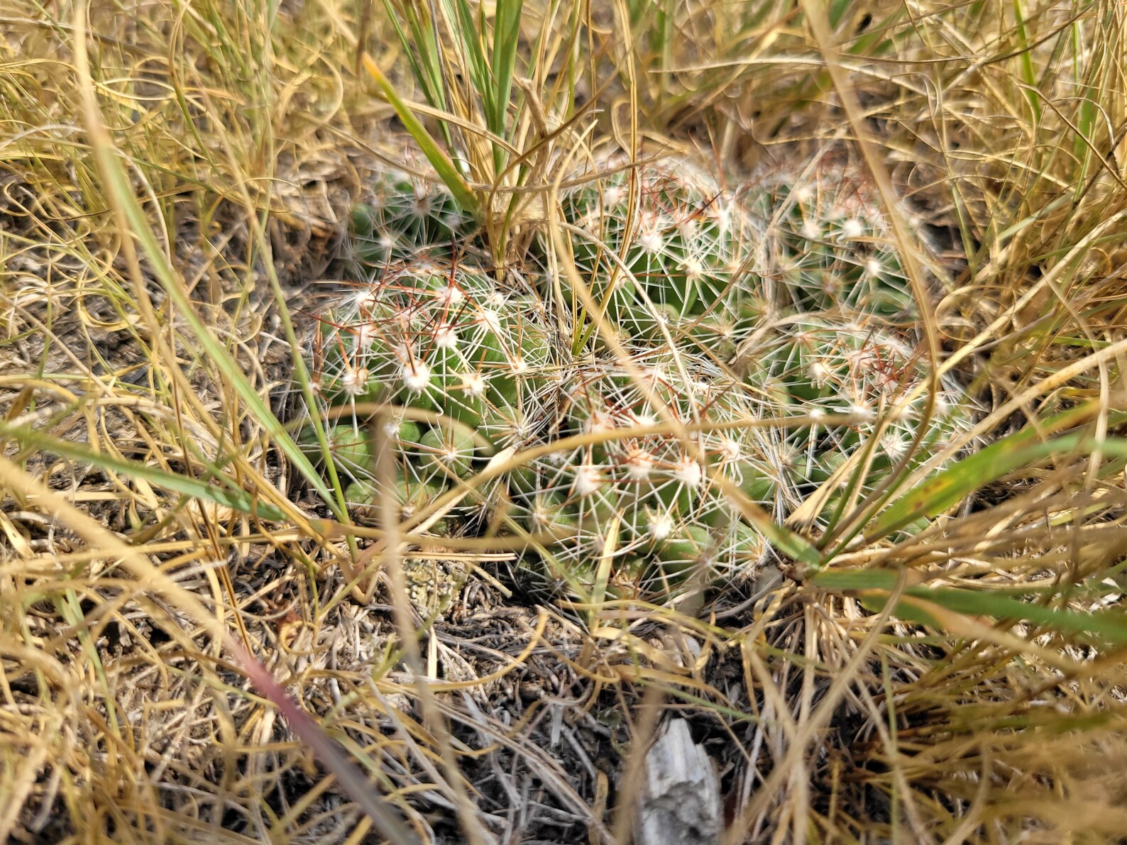RARE Spinystar Cactus Seeds Canada, Native Canadian Perennial Cactus ...