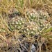 RARE Spinystar Cactus Seeds Canada, Native Canadian Perennial Cactus ...