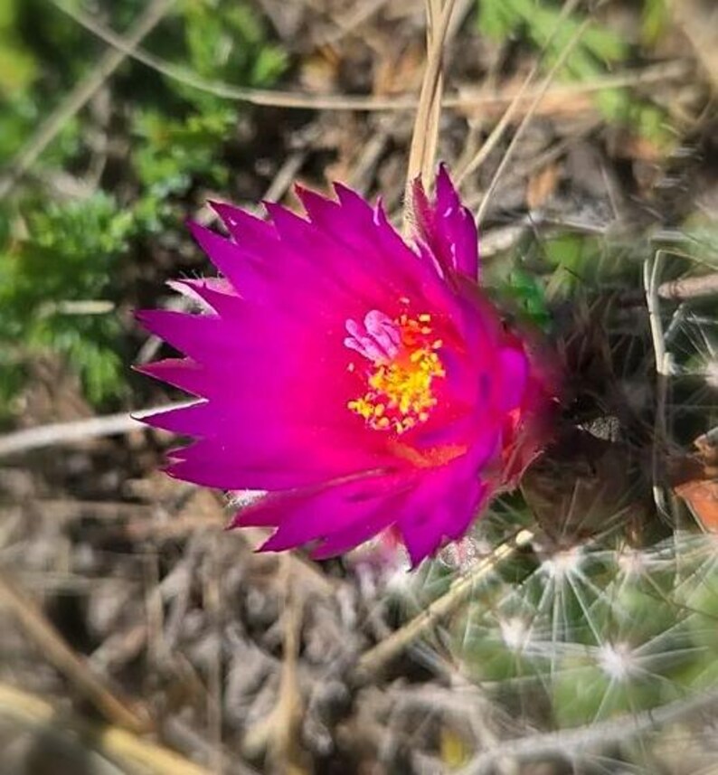 RARE Spinystar Cactus Seeds Canada, Native Canadian Perennial Cactus ...