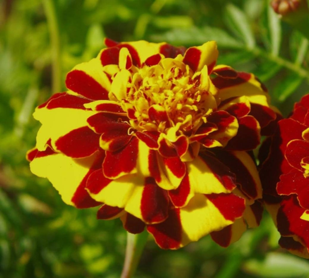 RARE Striped Marigold Flower Seeds Canada, Jolly Jester Variegated Red ...