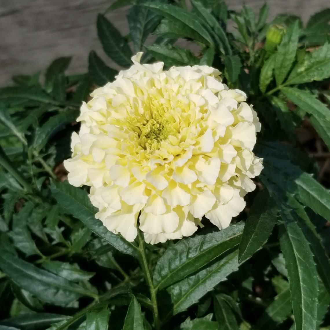 White Marigold Flower Seeds, Rare White Cream Snow Annual, Container Gardening Balcony, Sun ...