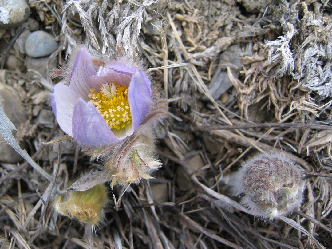Prairie Crocus Seeds Canada, Anemone Patens, Mayflower, Pasque Flower ...