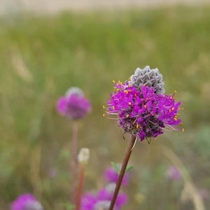 Purple Prairie Clover Seeds Canada, Perennial Native Canadian Wild ...