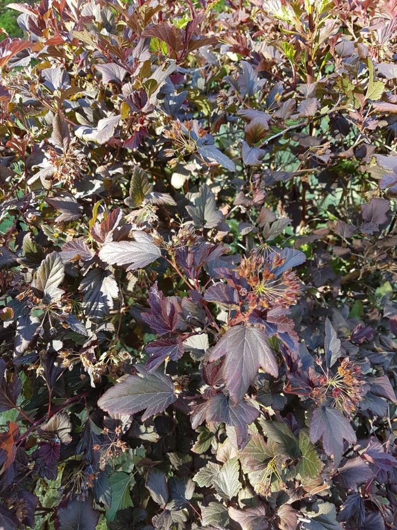 Black Ninebark Seeds Canada, Common Nine Bark, Shrub Bush Hedge, Red ...