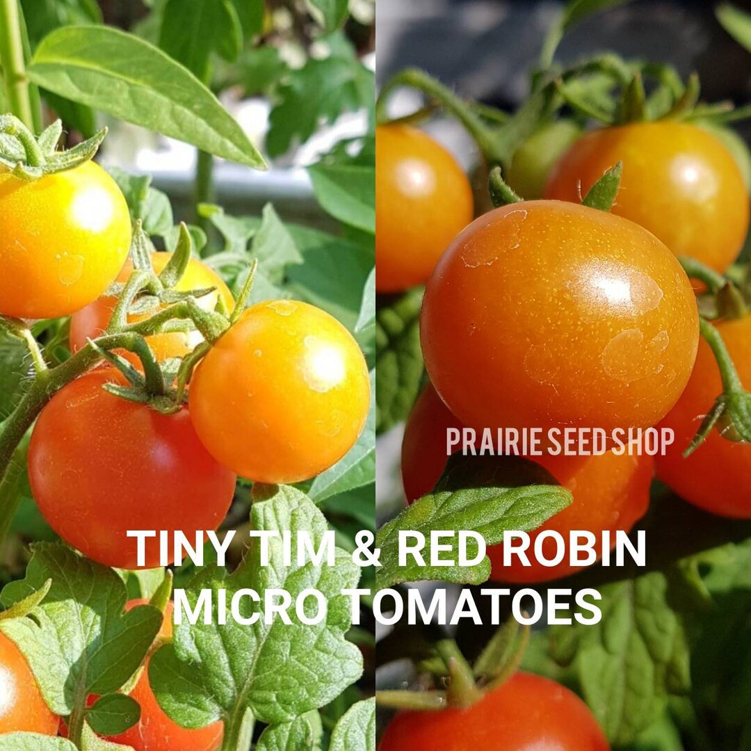 Tiny Tim & Red Robin Micro Dwarf Cherry Tomato Seed Blend, Seeds Canada ...