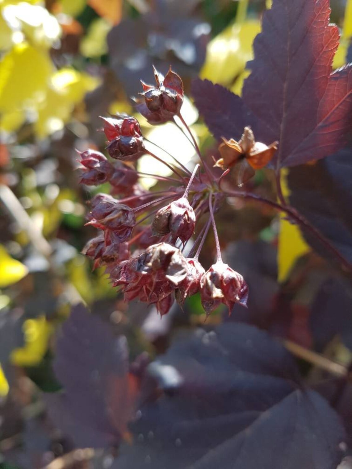 Black Ninebark Seeds Canada, Common Nine Bark, Shrub Bush Hedge, Red ...
