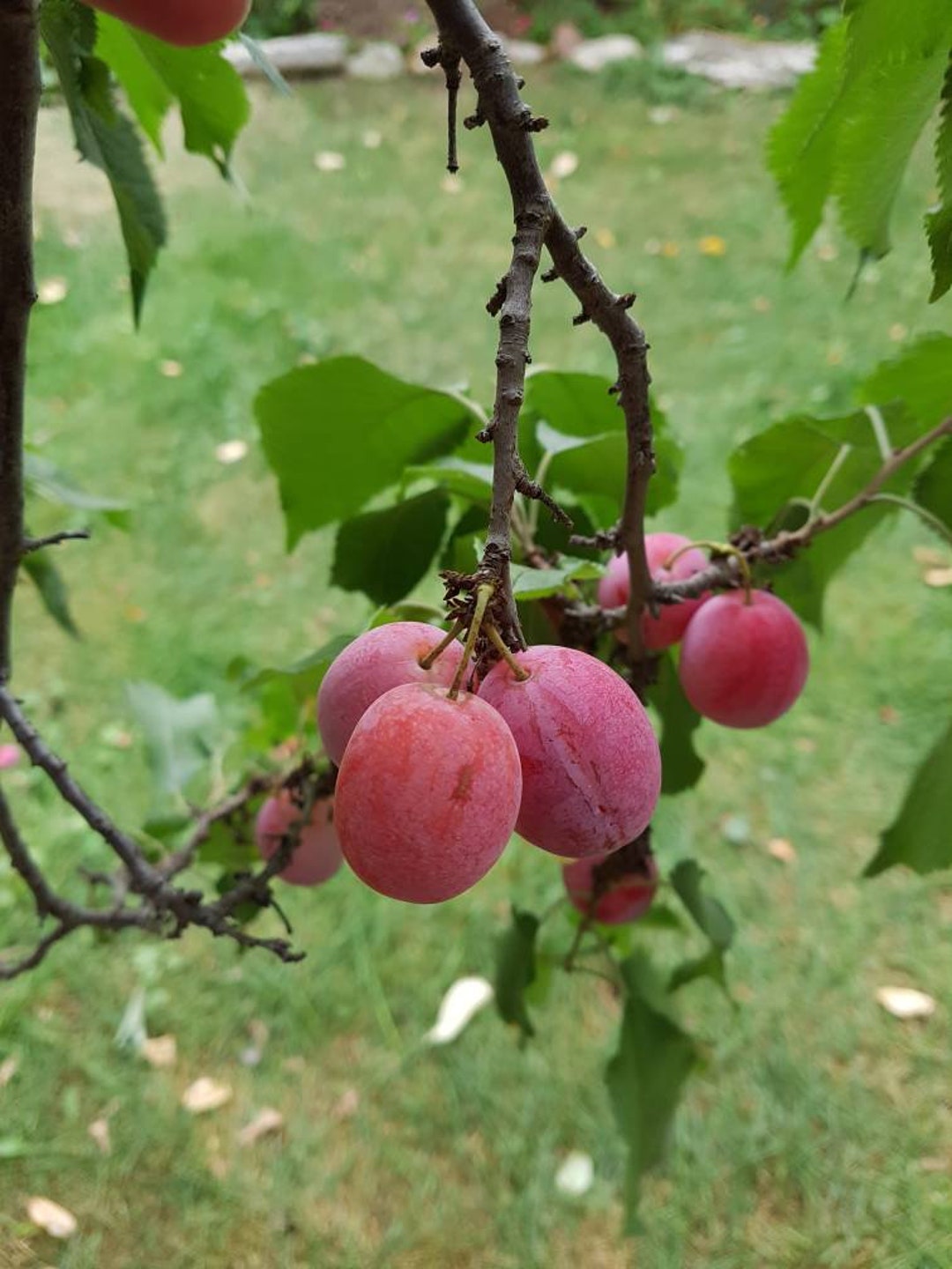 Wild Plum Tree Seeds Canada, Prunus Americana, Flowering Ornamental ...