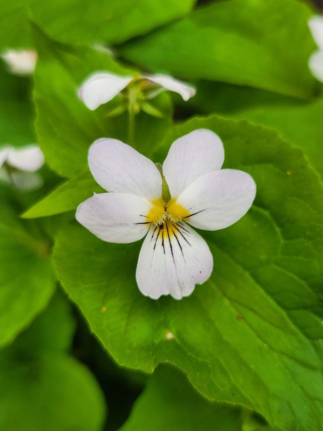 Wild Violet Seeds, Viola Canadensis, Perennial Native White Violet ...