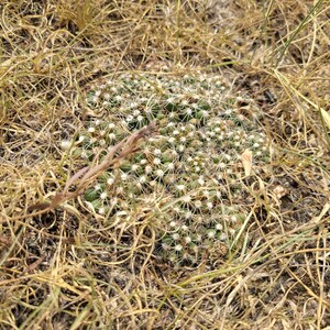 RARE Spinystar Cactus Seeds Canada, Native Canadian Perennial Cactus ...