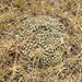 RARE Spinystar Cactus Seeds Canada, Native Canadian Perennial Cactus ...