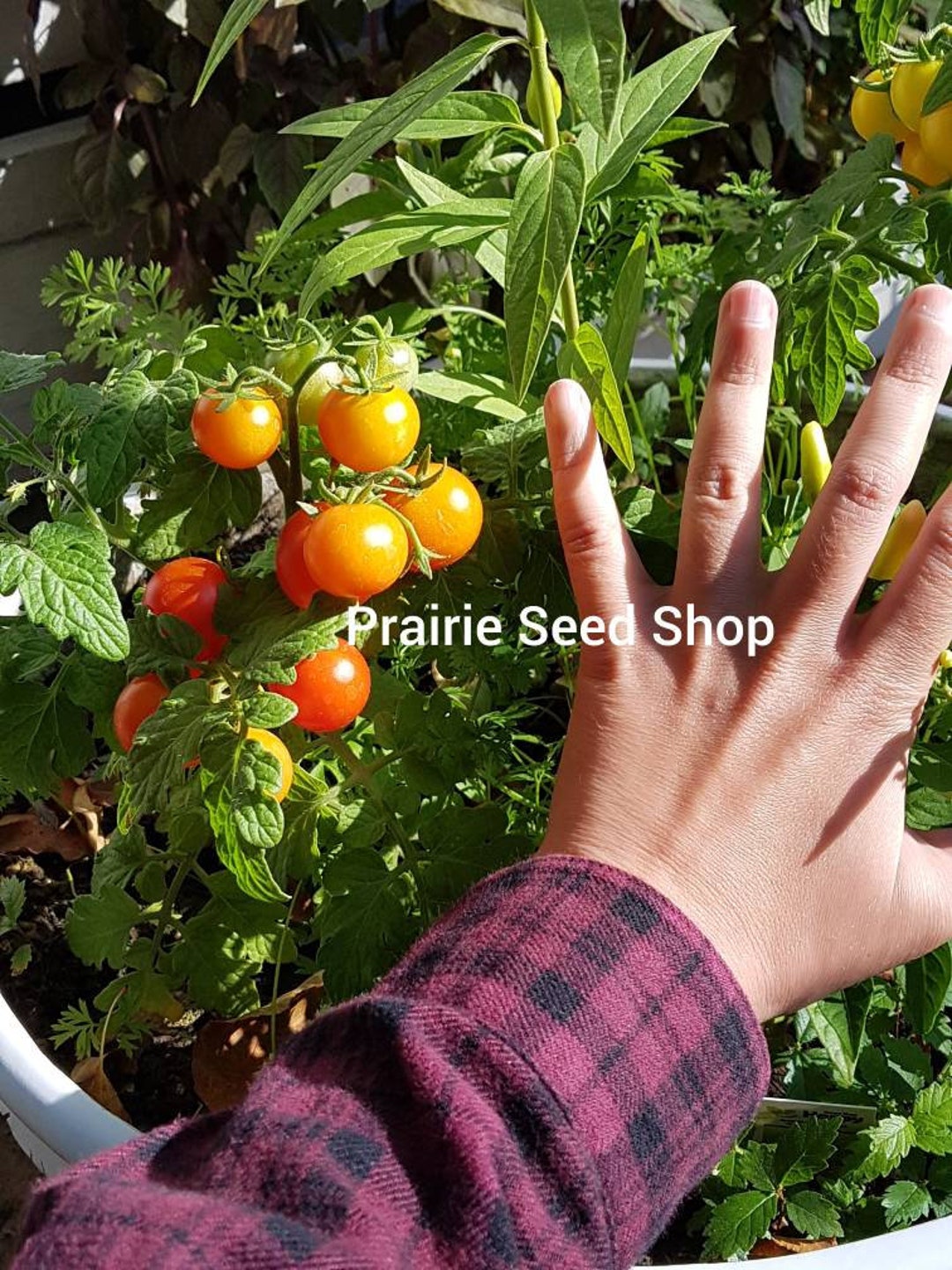 Red Robin Micro Dwarf Tomato Seeds Canada Container Tomato - Etsy